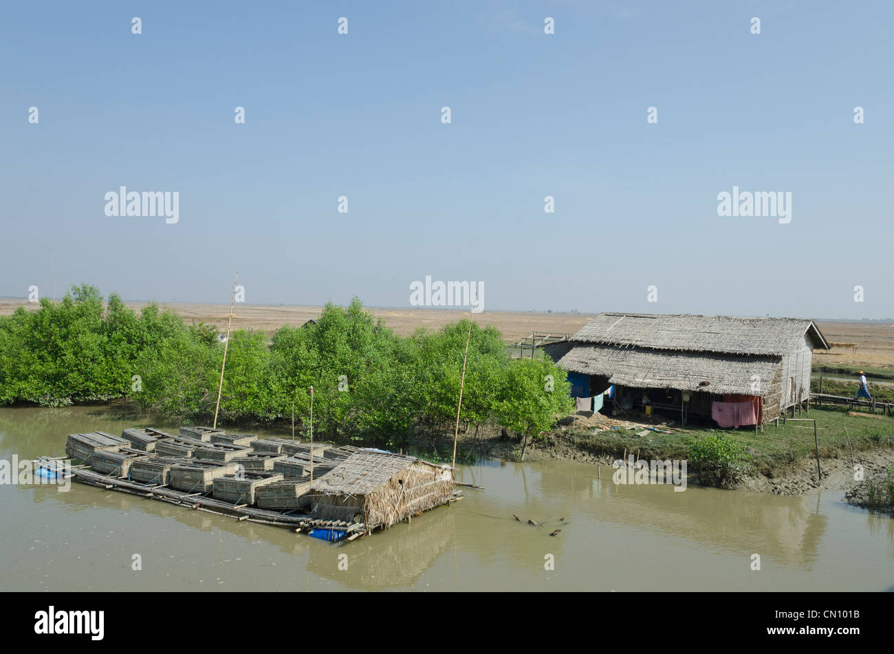 Crab farm near Labutta. Irrawaddy delta. Myanmar Stock Photo - Alamy