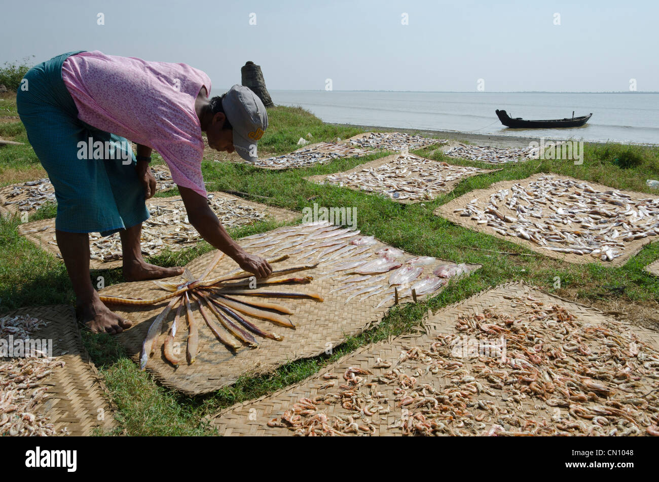 Fisherman spreading fish catch in the sun for drying. Irrawddy delta ...