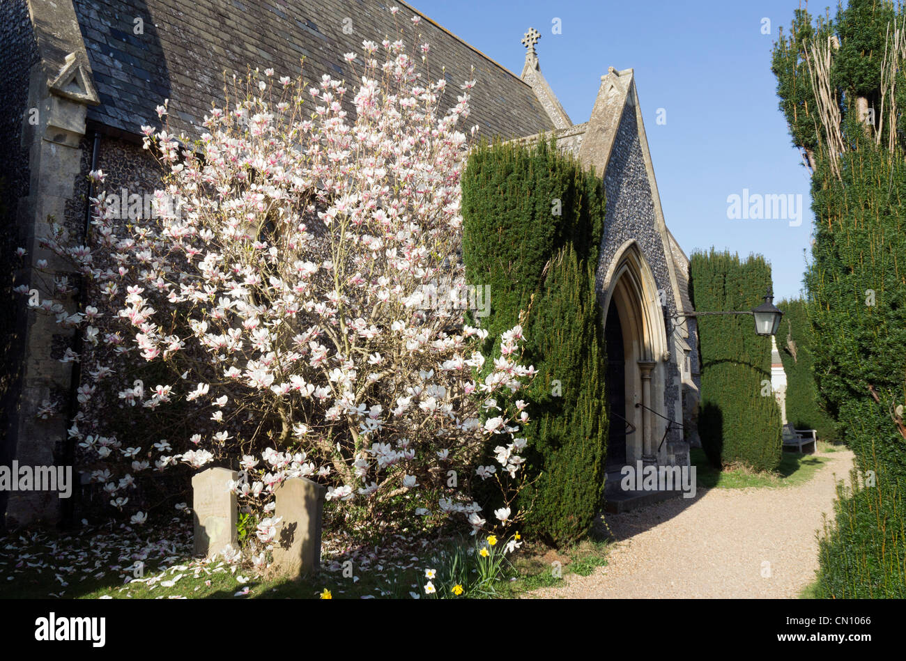 Magnolia tree full bloom hi-res stock photography and images - Alamy