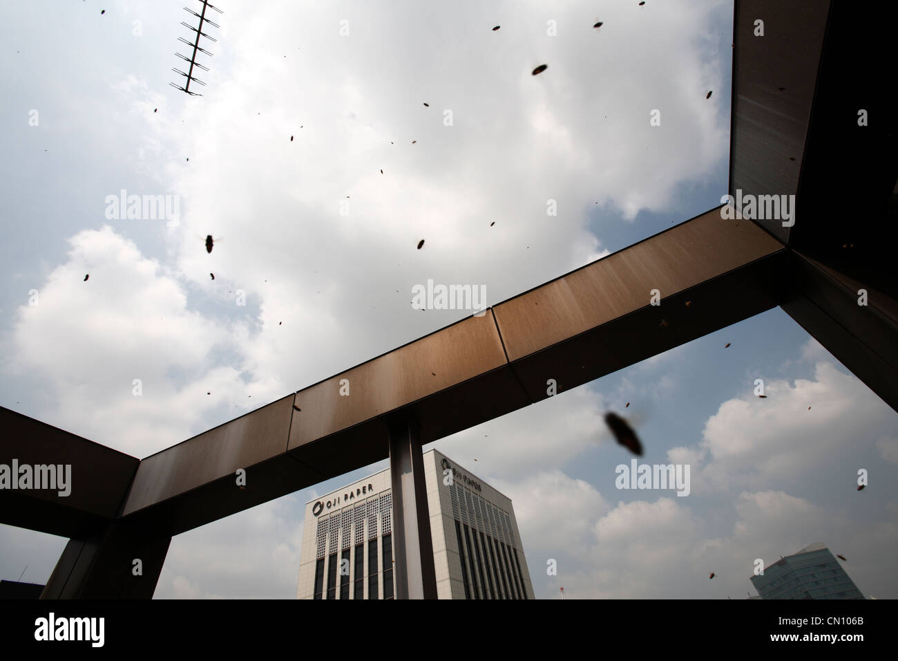 japanese bees take off into the Ginza sky from their wooden hives in ...