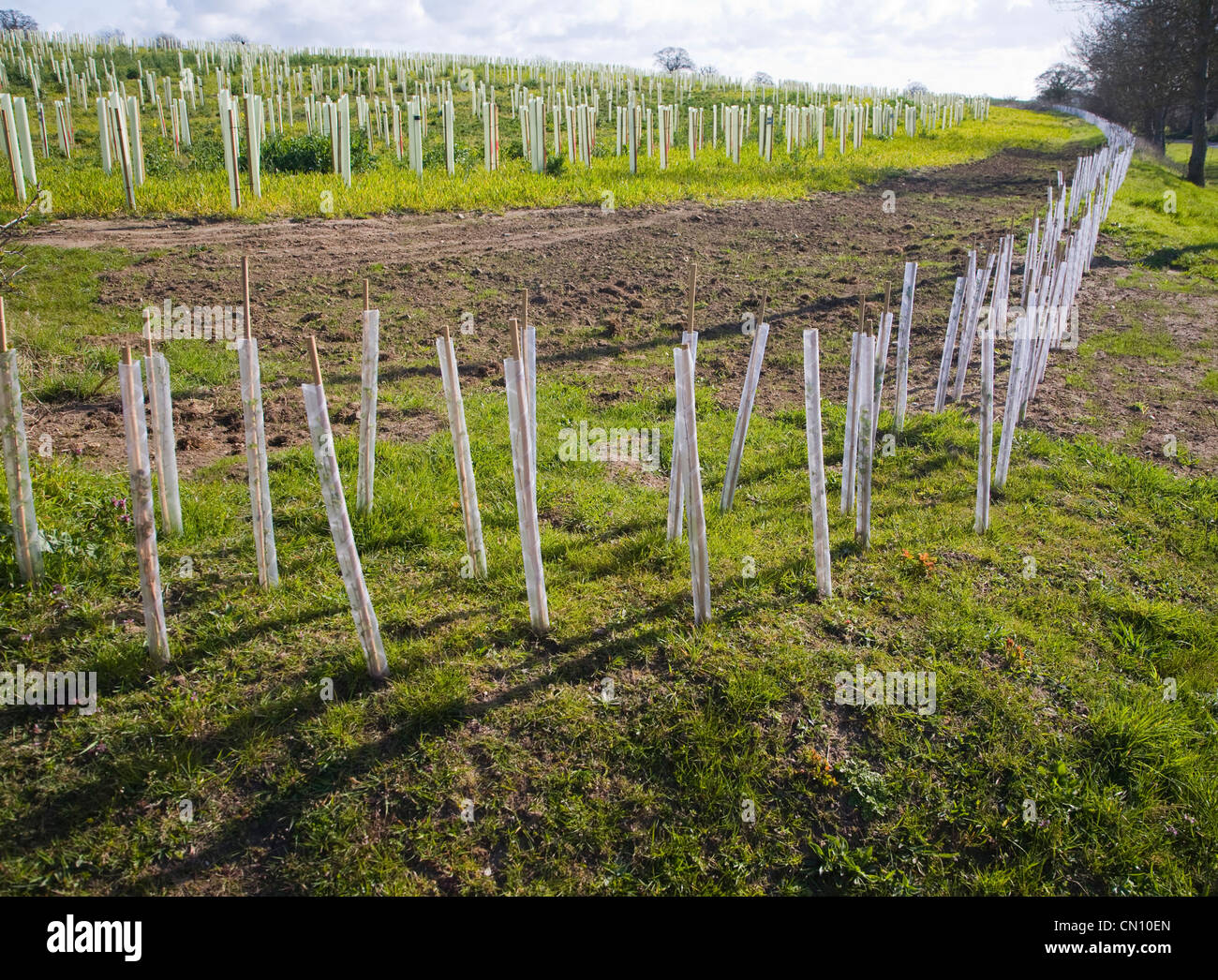 Newly planted field of trees and hedge Stock Photo - Alamy