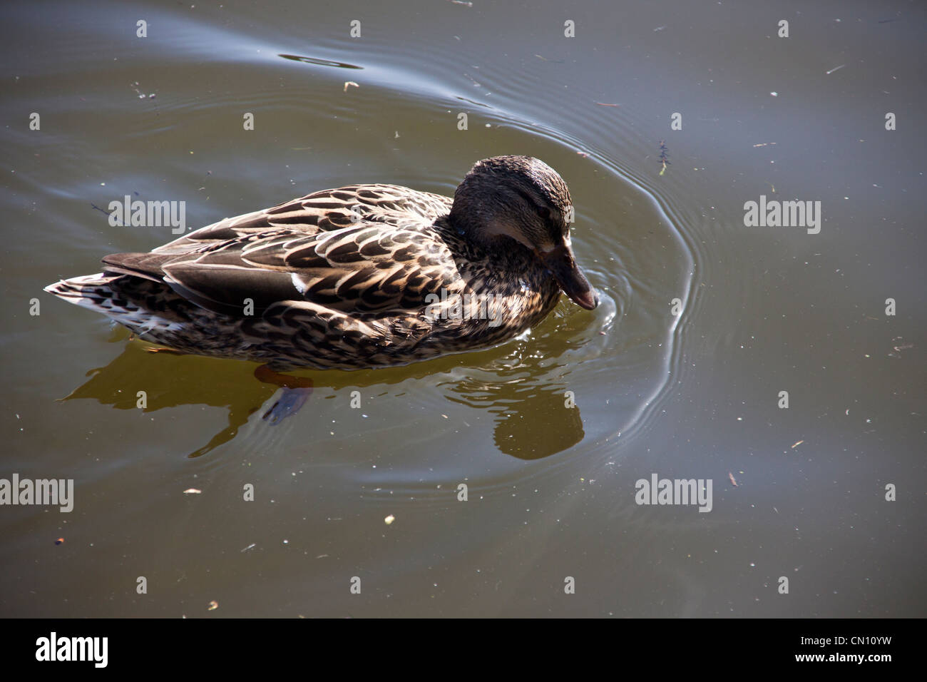 Mallard ducks on roath park boating lake, Cardiff, Wales, UK Stock ...