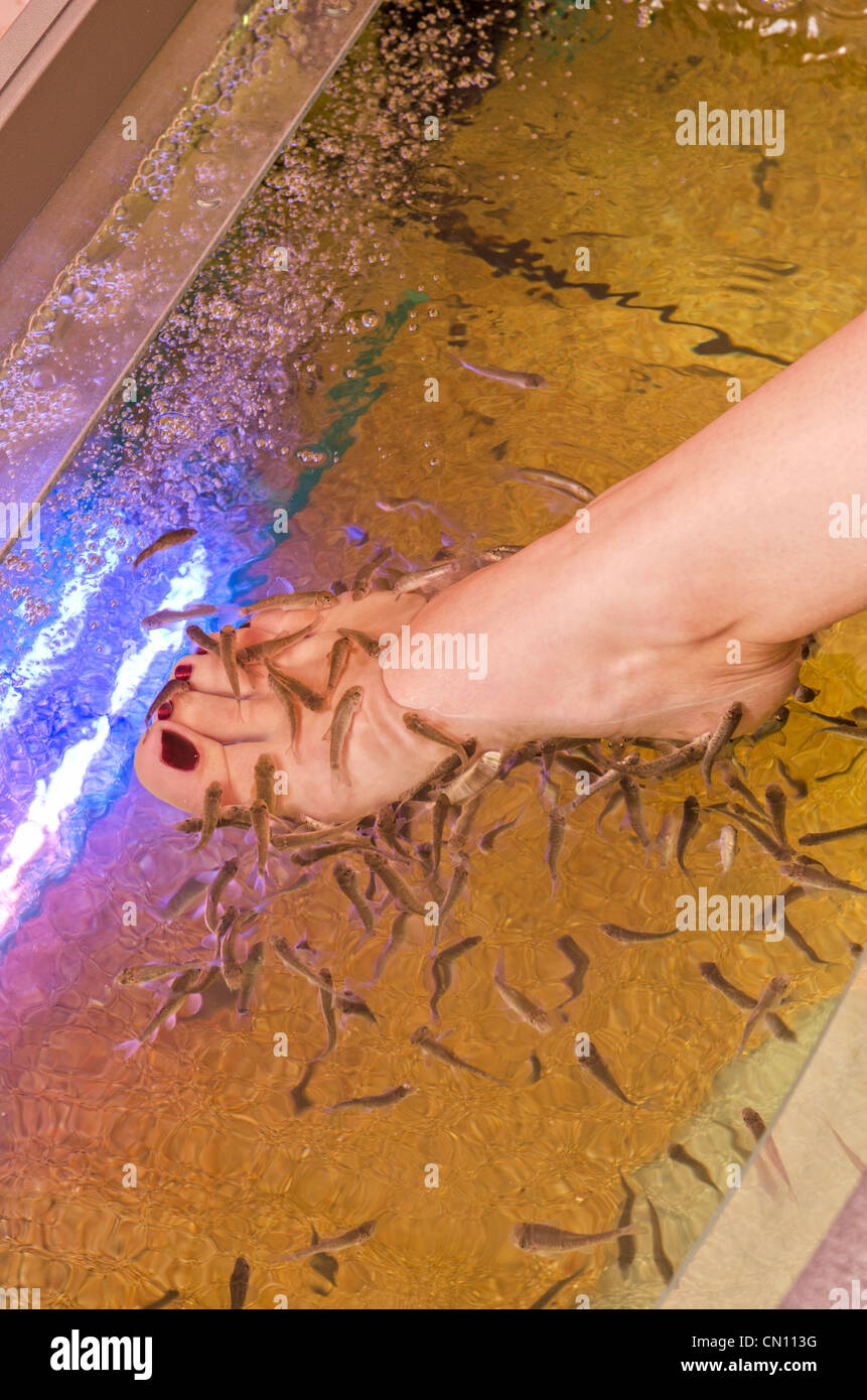 Fish spa pedicure wellness skin care treatment Stock Photo - Alamy