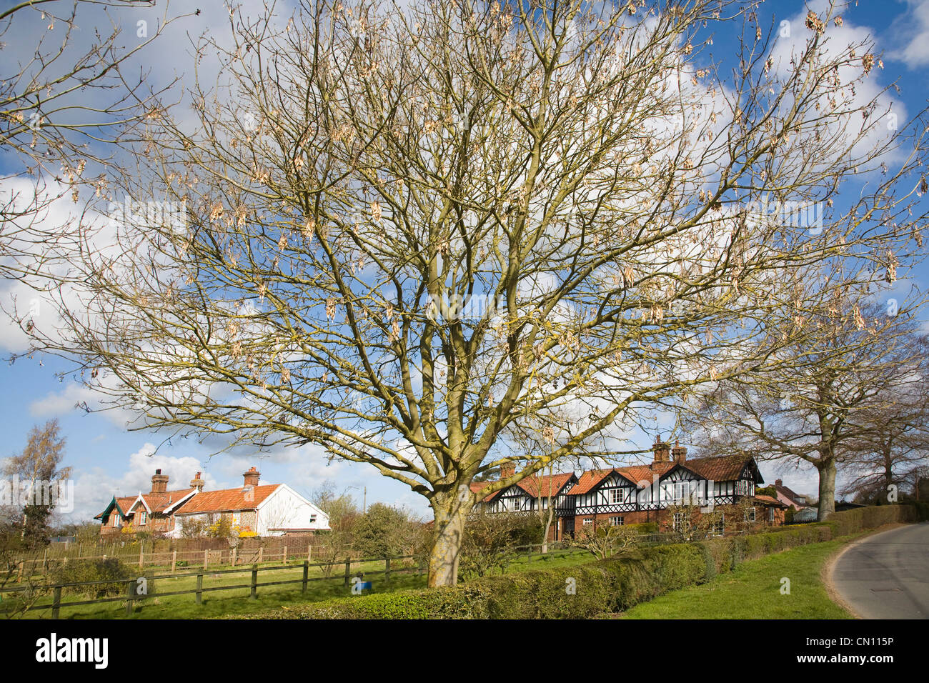 Attractive spring springtime deciduous trees leafless branches spread ...