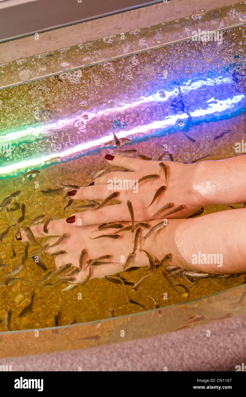 Fish therapy for skin of hand at spa Stock Photo - Alamy