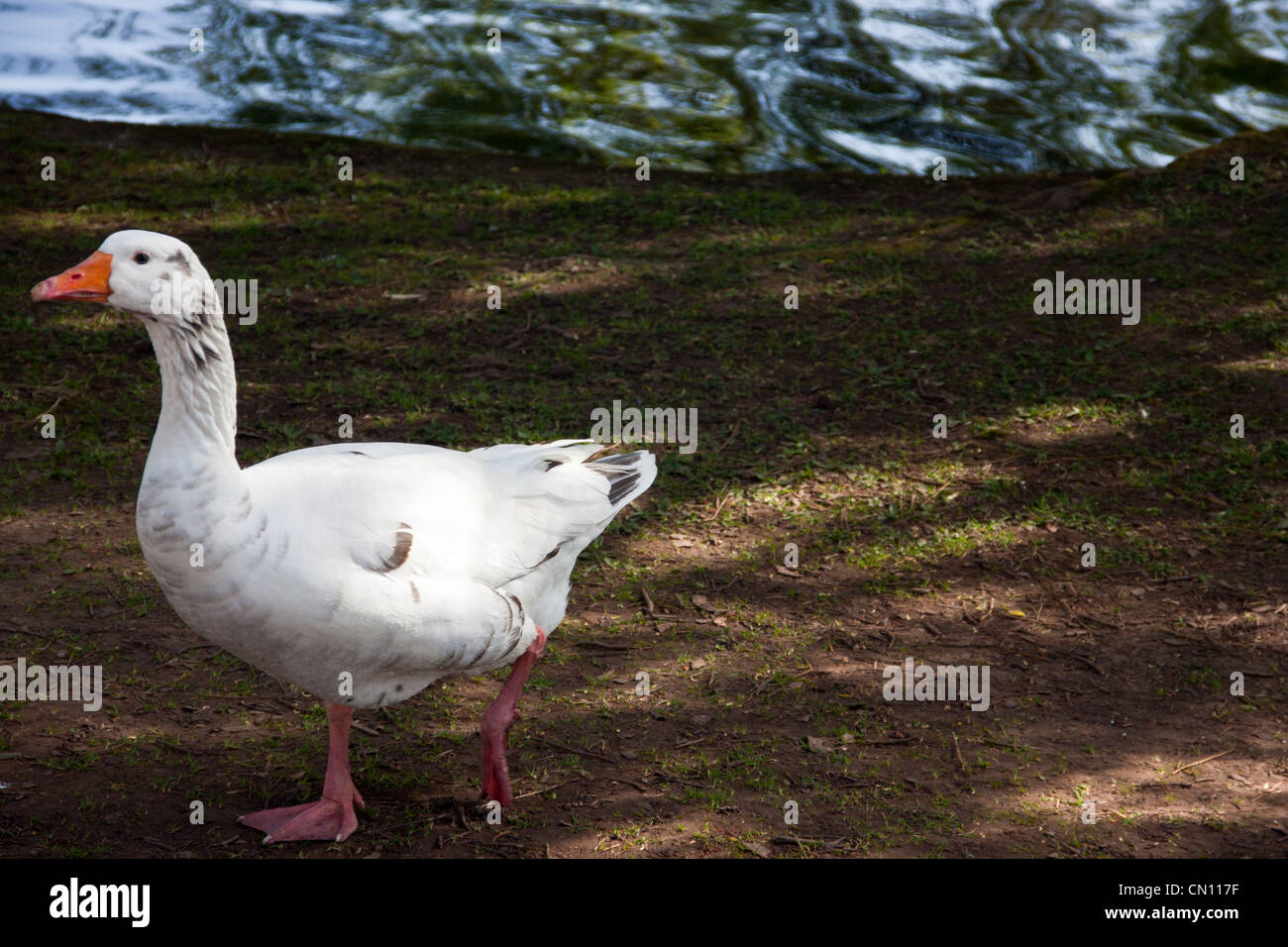 Eurasian goose species hi-res stock photography and images - Alamy