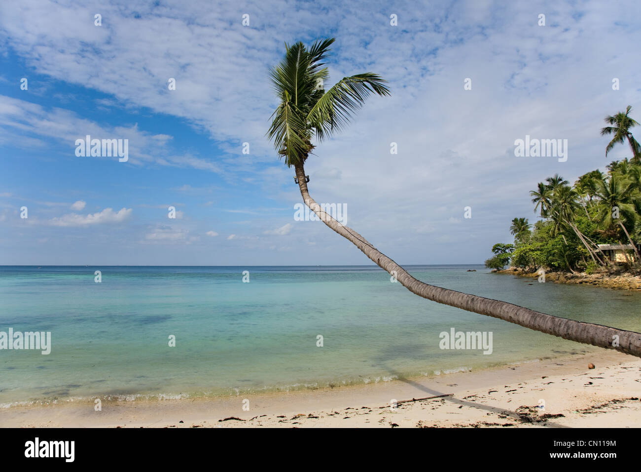 sea and beach with coconut palm on Haad Salat Beach in Koh Pangan ...