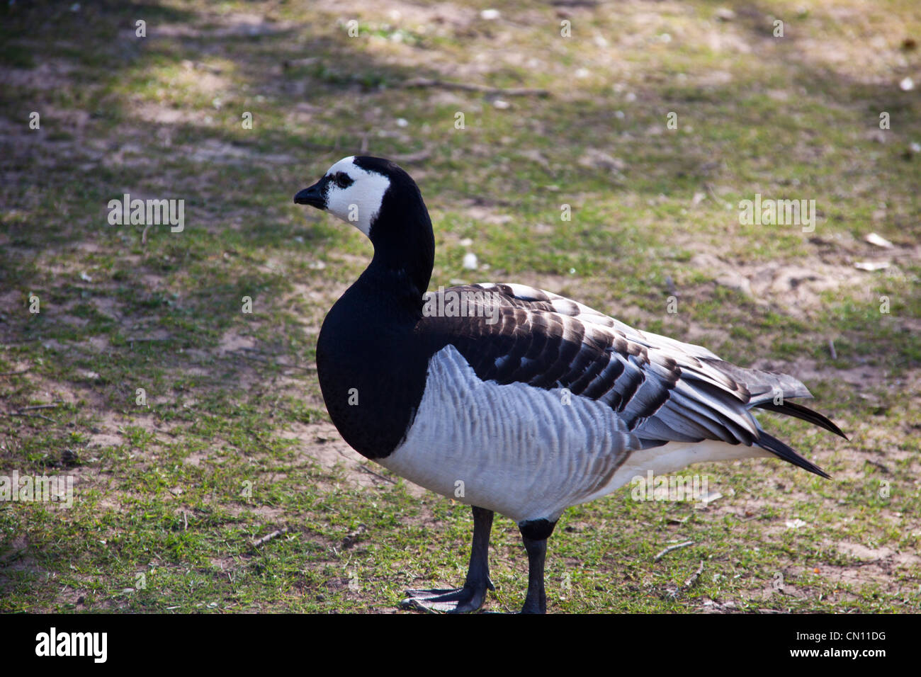 Barnacle goose geese (fulica atra) feeding at urban local lake park ...