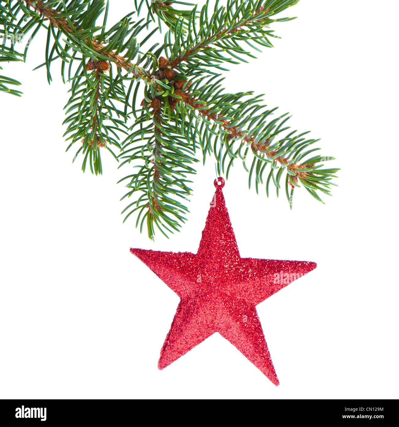 red christmas star hanging from tree isolated on white background Stock ...