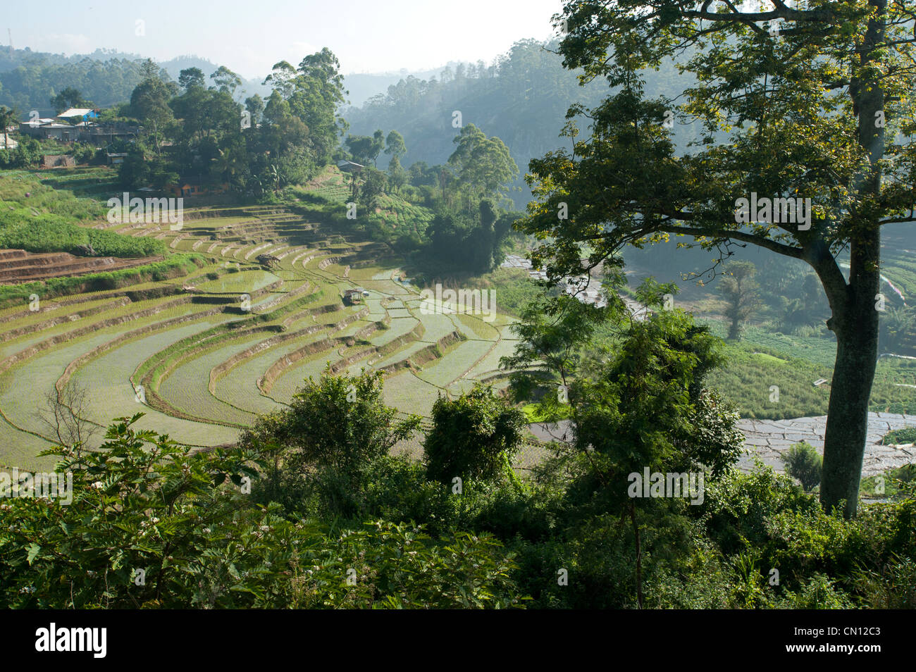 Sri lankan paddy field hi-res stock photography and images - Alamy