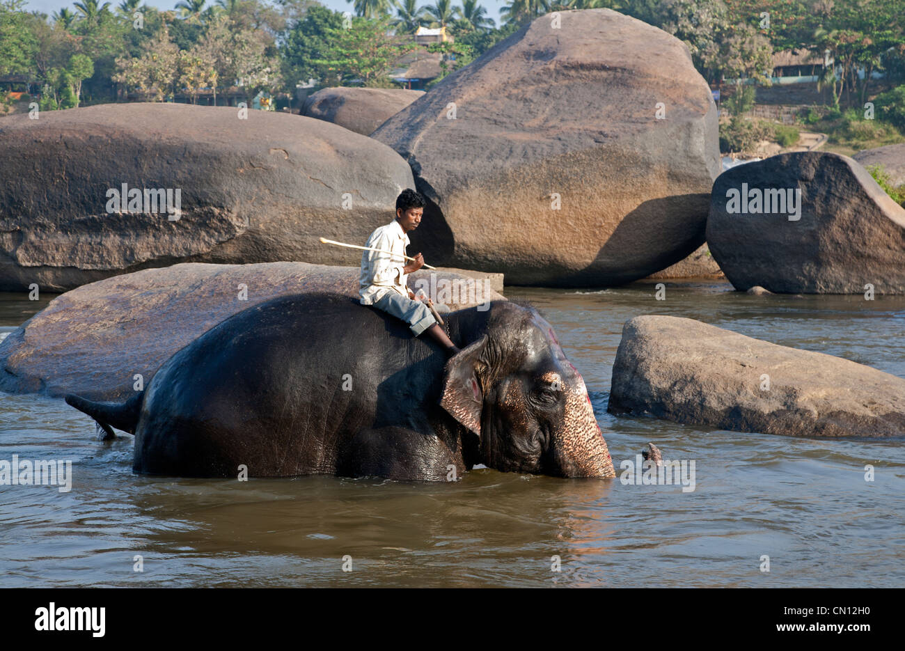 Elephant Bathing High Resolution Stock Photography and Images - Alamy