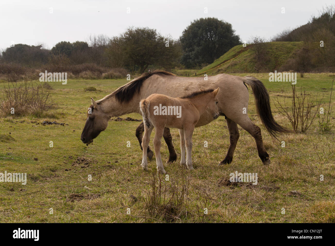 Konik horse hi-res stock photography and images - Alamy