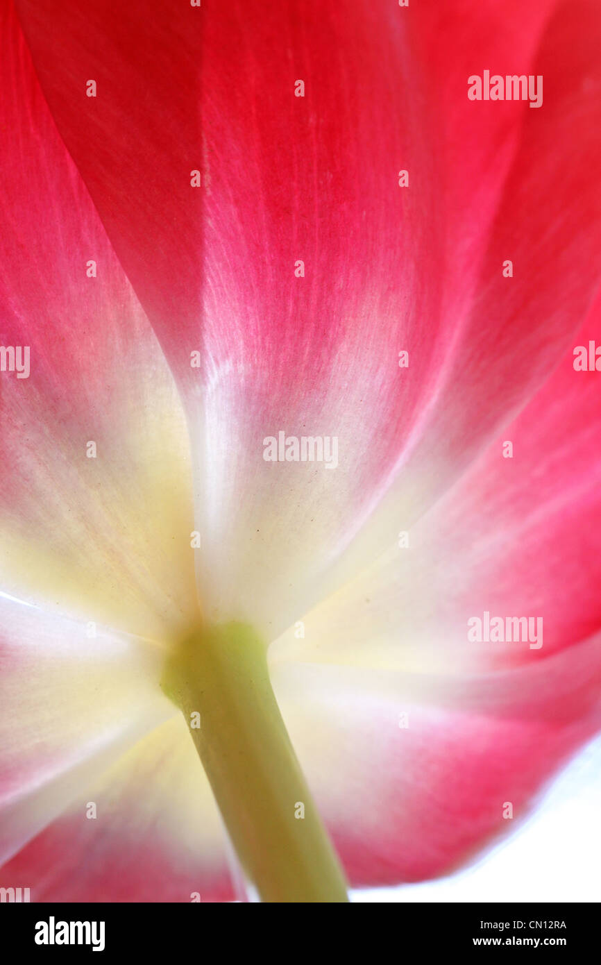 Bottom up view white flower hi-res stock photography and images - Alamy