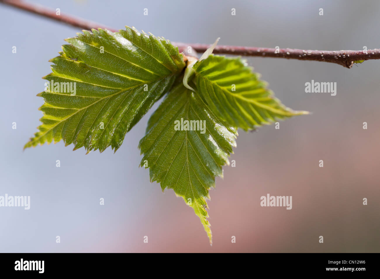New hazel leaves in Spring Stock Photo - Alamy
