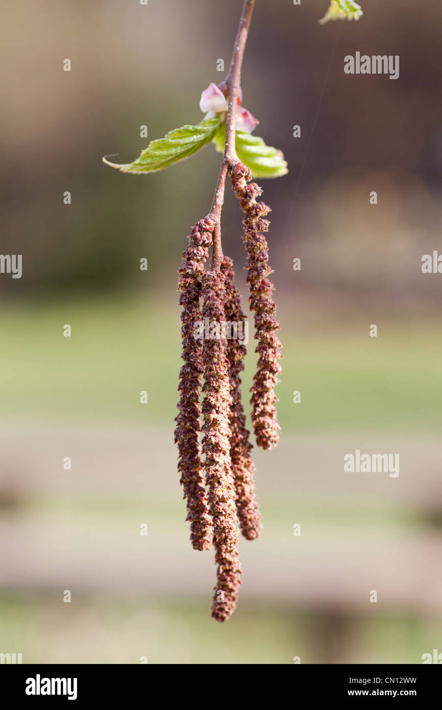 Hazel twig with leaves and catkins Stock Photo - Alamy