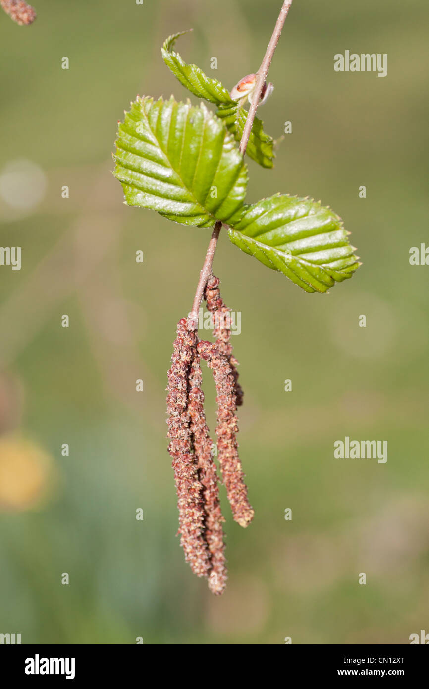 Hazel tree twig hi-res stock photography and images - Alamy