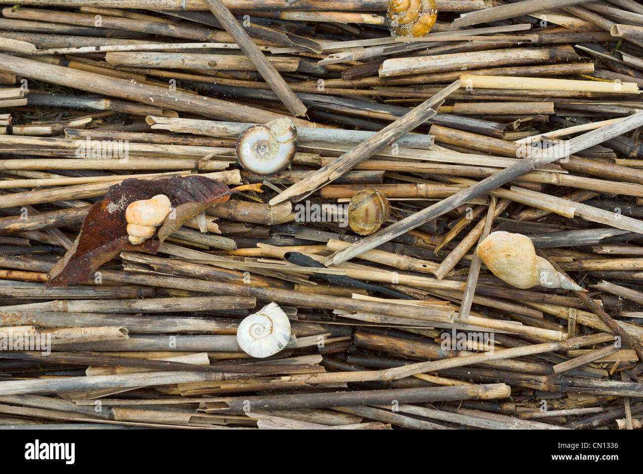 seashells on the stems of reeds Stock Photo - Alamy