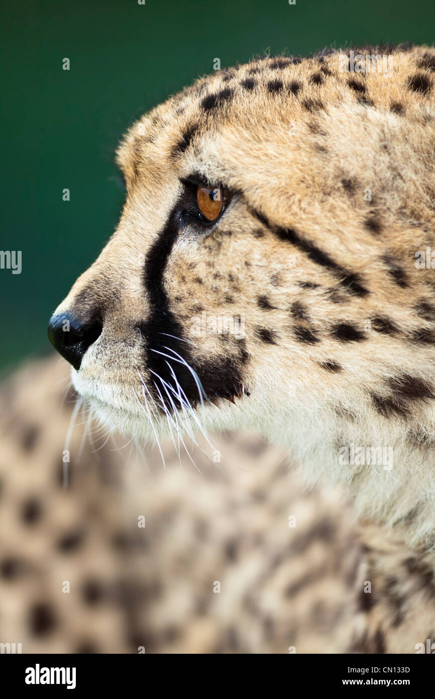 Cheetah side view hi-res stock photography and images - Alamy