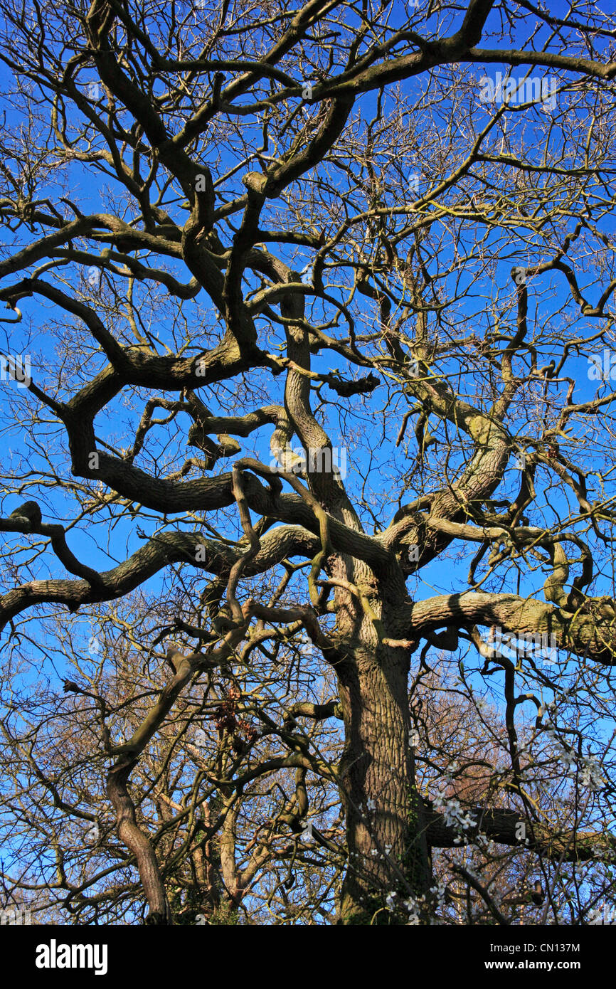A view of oak tree branches in early morning light at Salhouse Broad ...