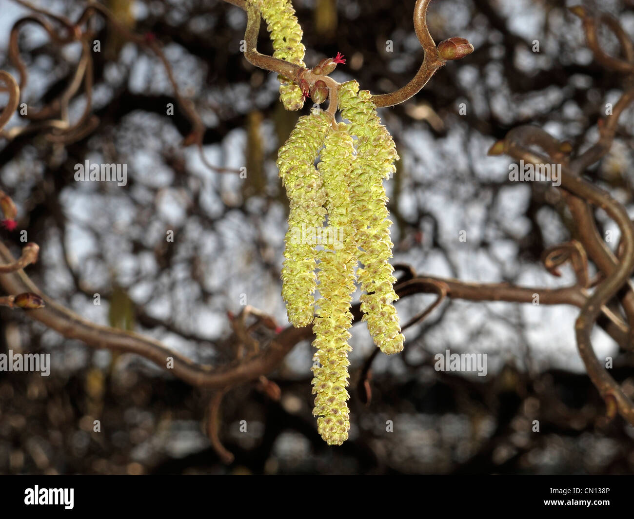 Hasel pollen Corylaceae Corylus avellana Contorta Stock Photo - Alamy