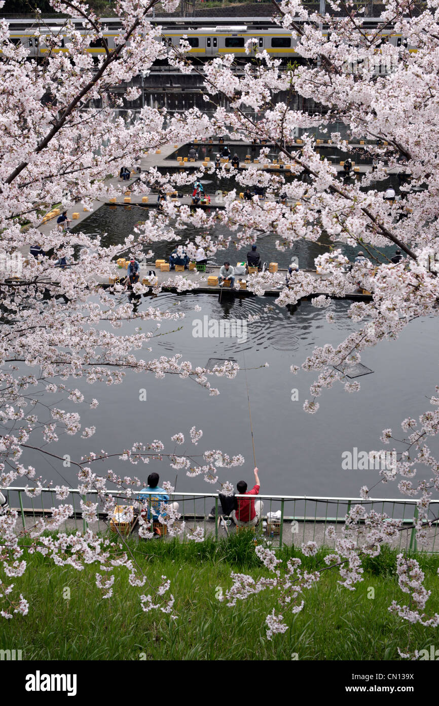 Fishing under some cherry trees Stock Photo - Alamy