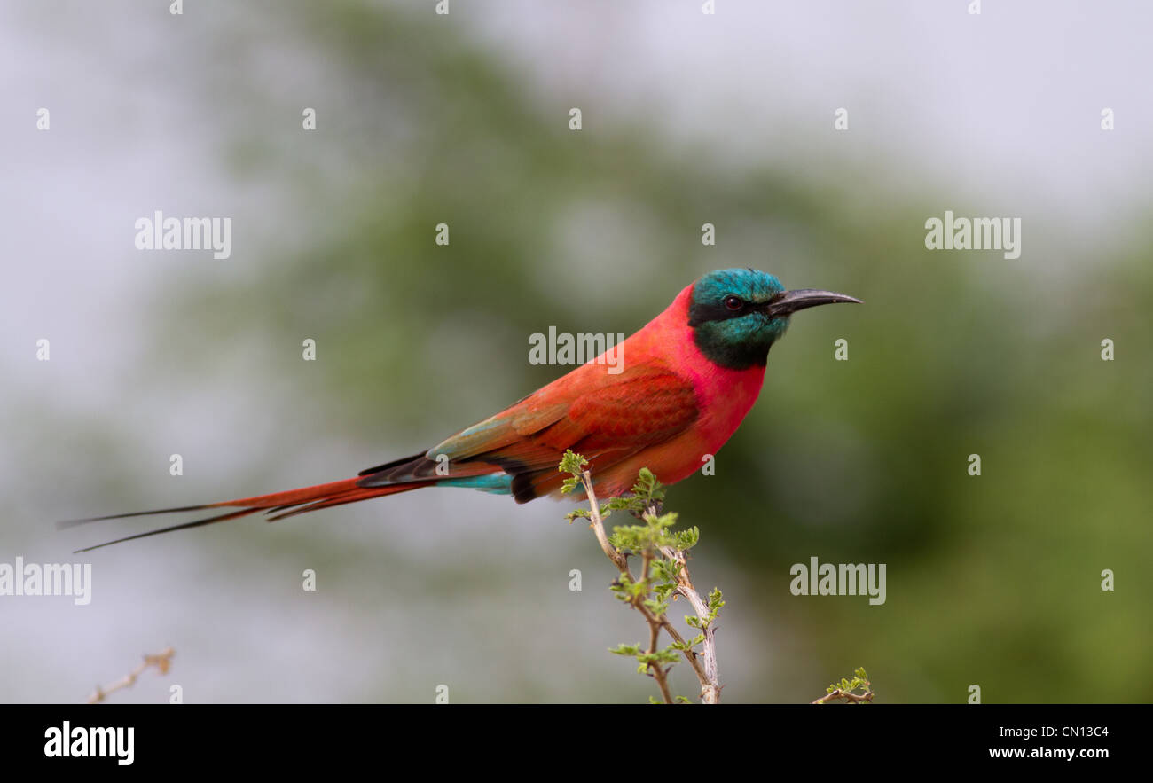 Northern Carmine Bee-eater (Merops nubicus) in Murchison Falls National ...