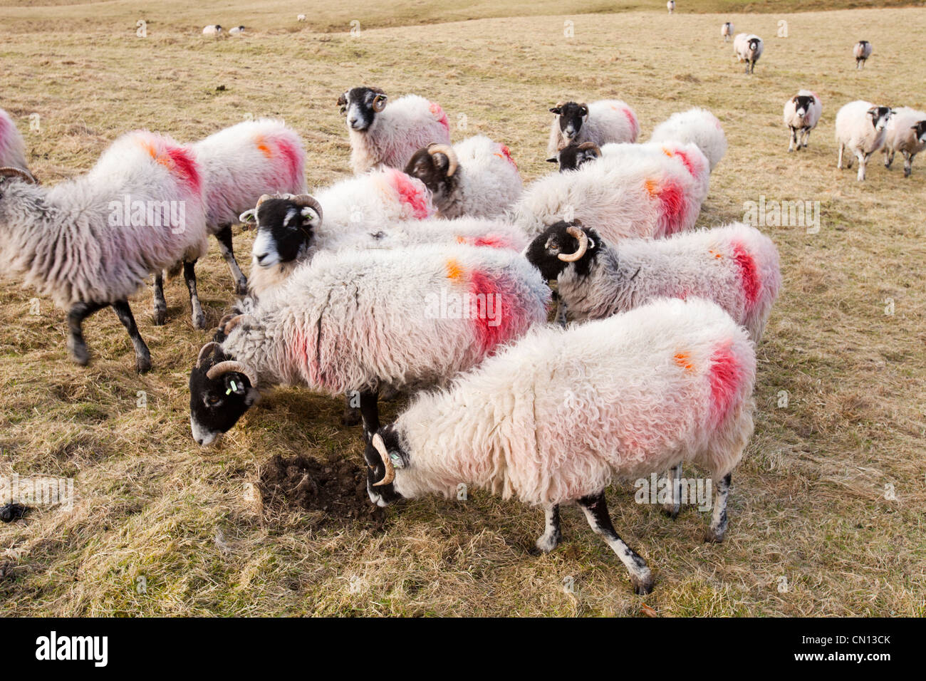 Sheep markings flock wool hi-res stock photography and images - Alamy