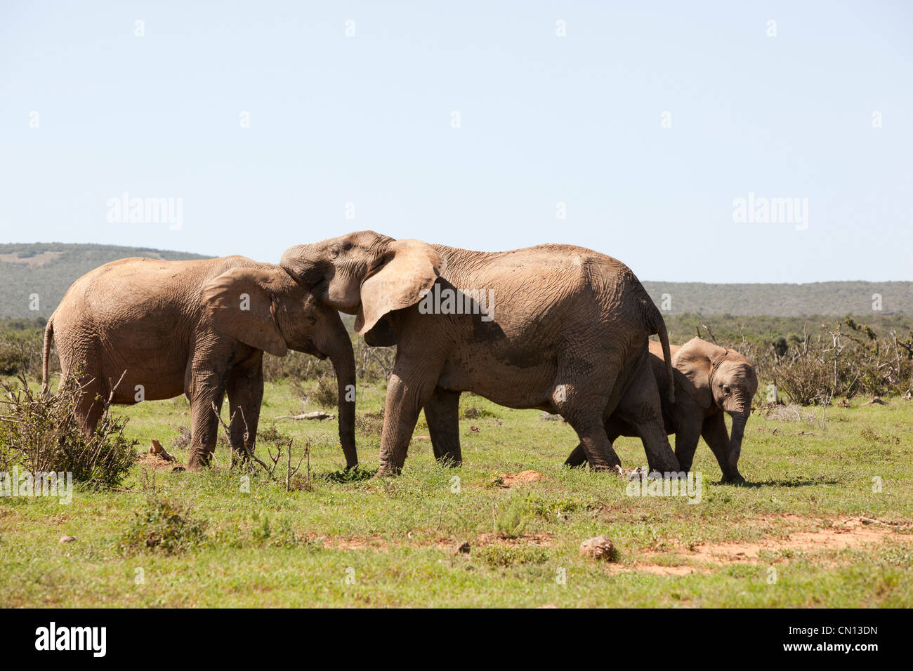 Baby tusks showing hi-res stock photography and images - Alamy