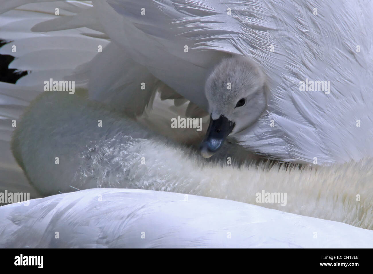 Cygnet under wing hi-res stock photography and images - Alamy
