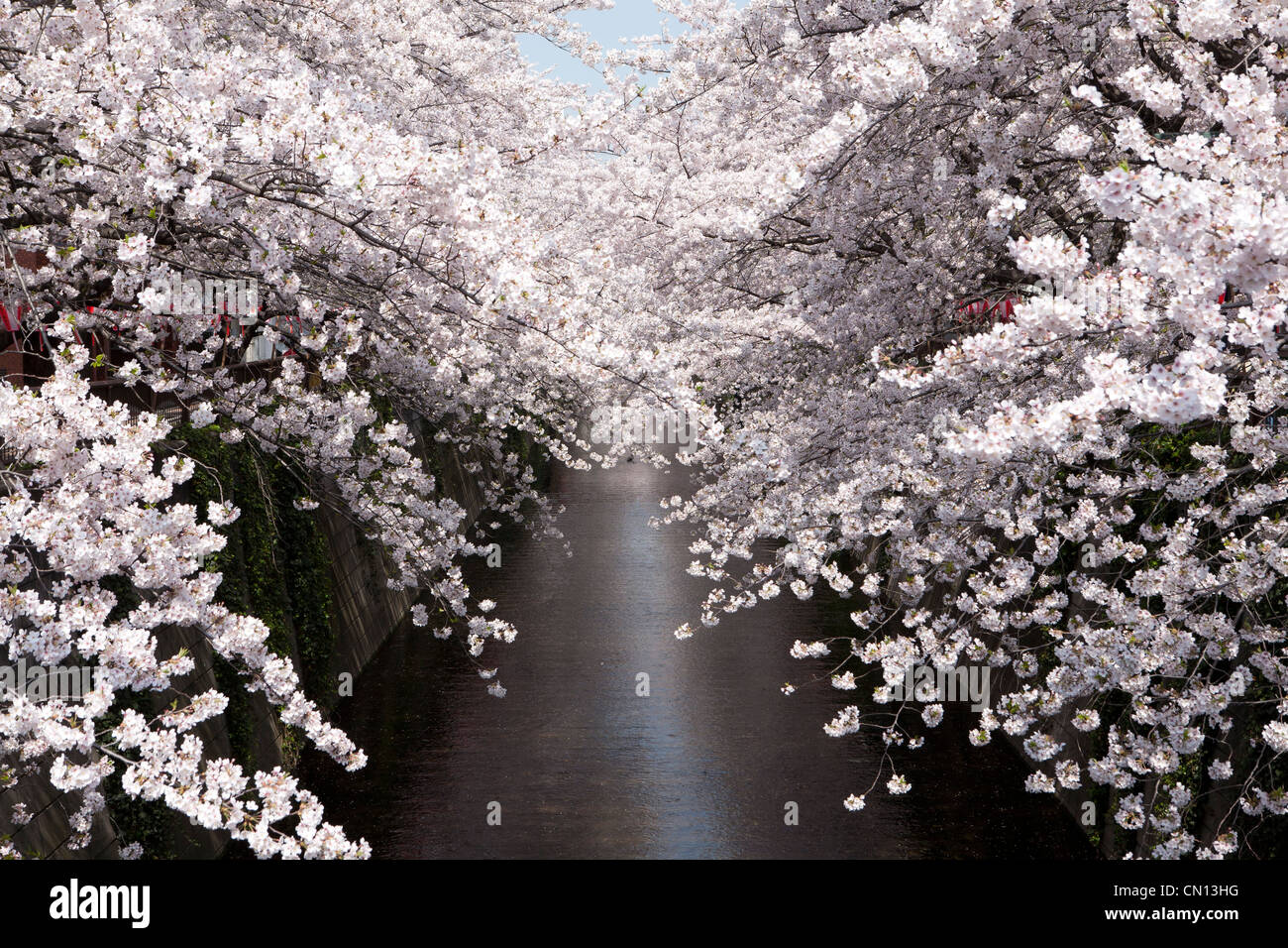 Cherry trees line the sides of a river Stock Photo - Alamy