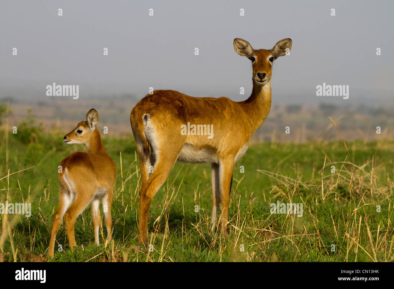 Uganda Kob (Kobus kob thomasi) with young Stock Photo - Alamy