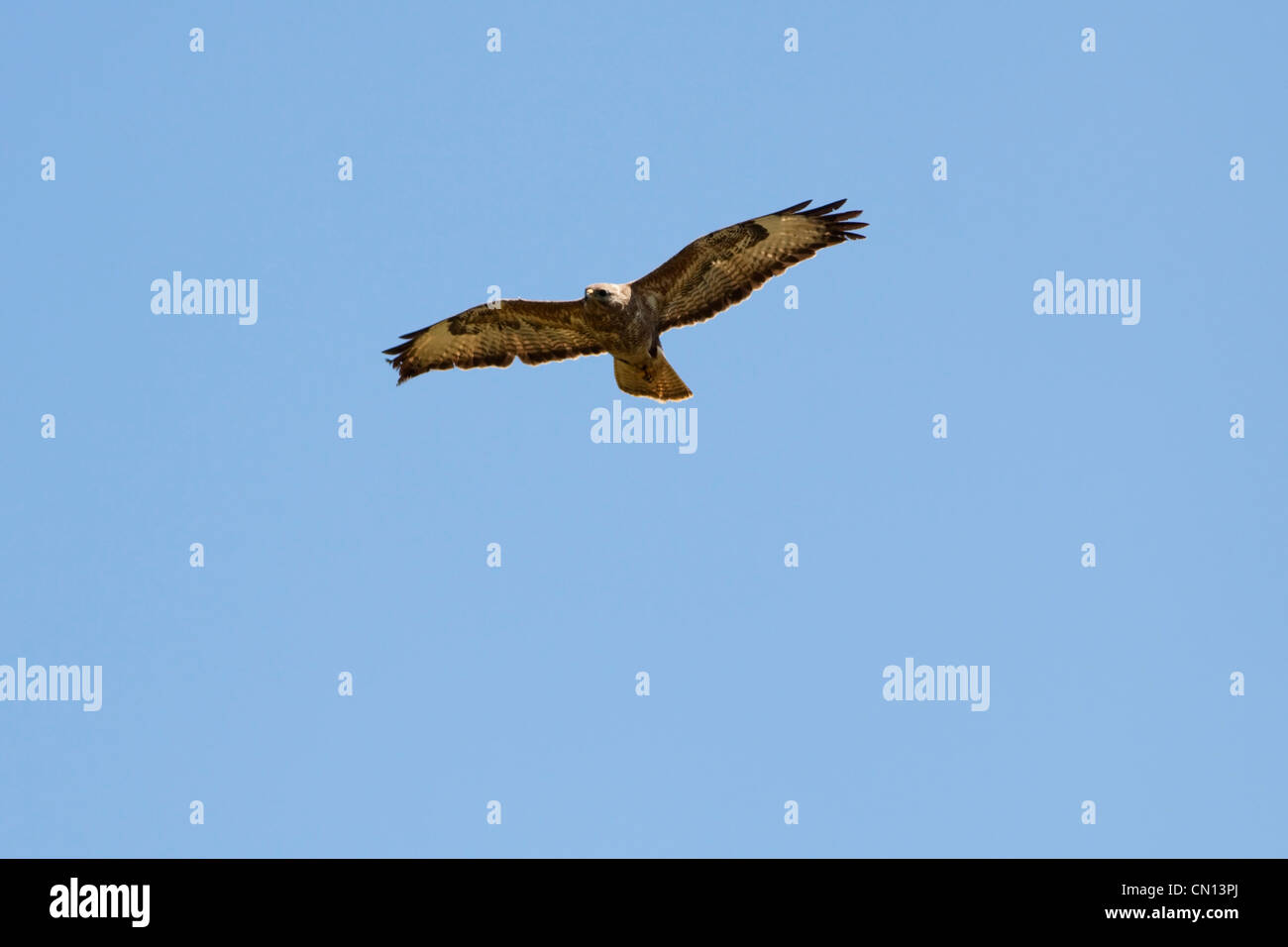 Buzzard in Flight Stock Photo - Alamy