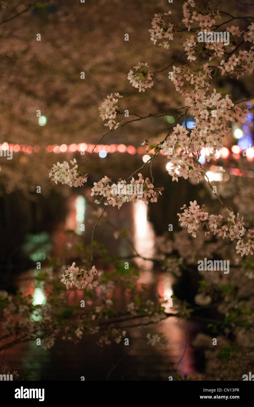 Cherry trees along a river at night Stock Photo - Alamy