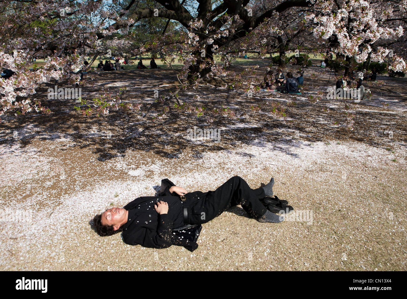 Sunbathing under cherry trees Stock Photo - Alamy
