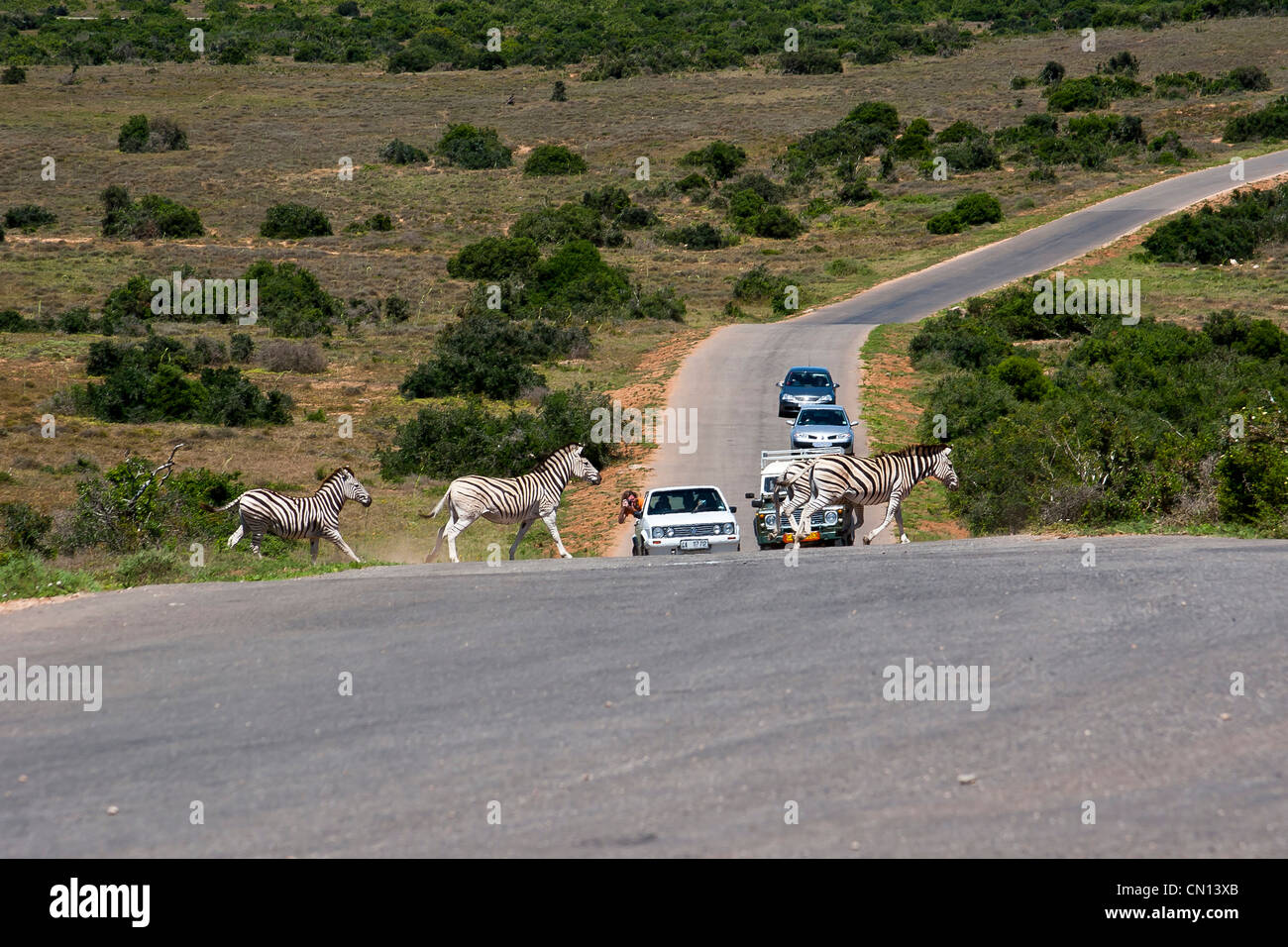 Three zebra's crossing the road in front of some car's at Addo Elephant ...