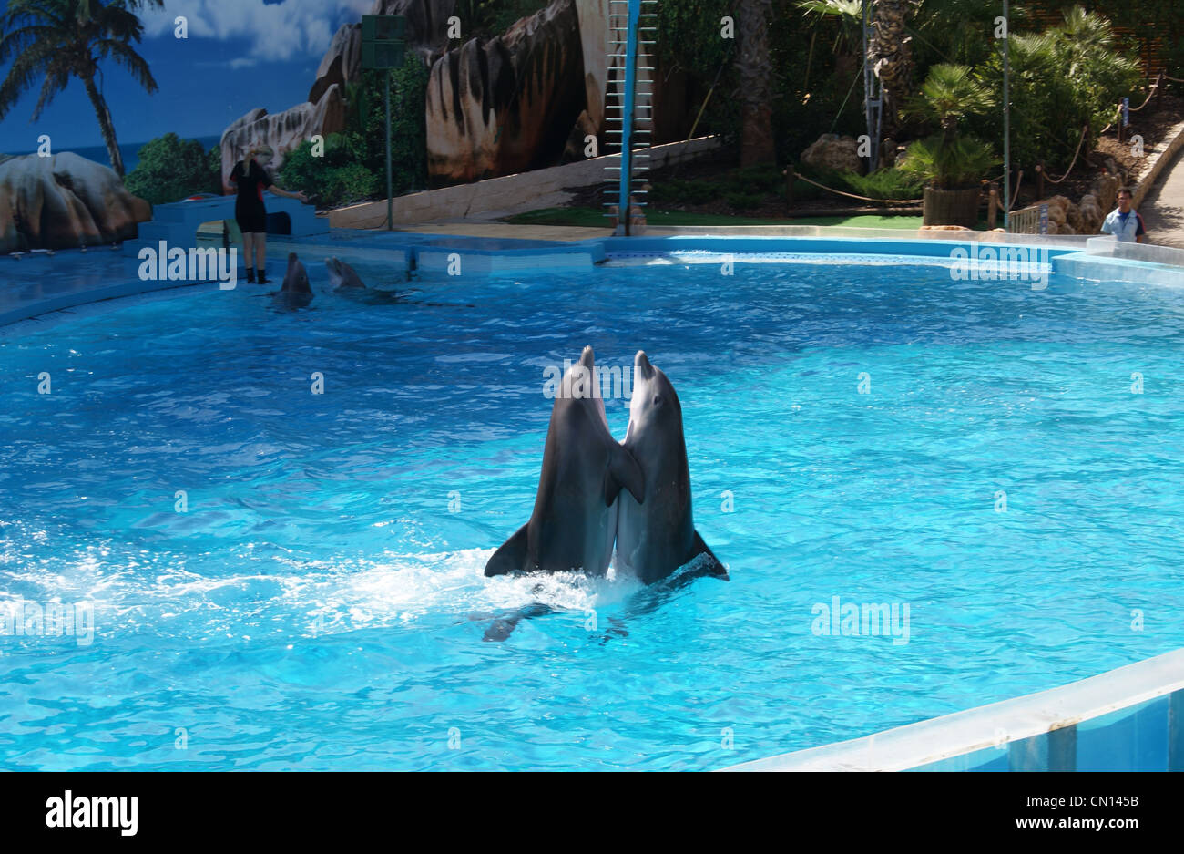 Dolphin dolphins show dancing hi-res stock photography and images - Alamy