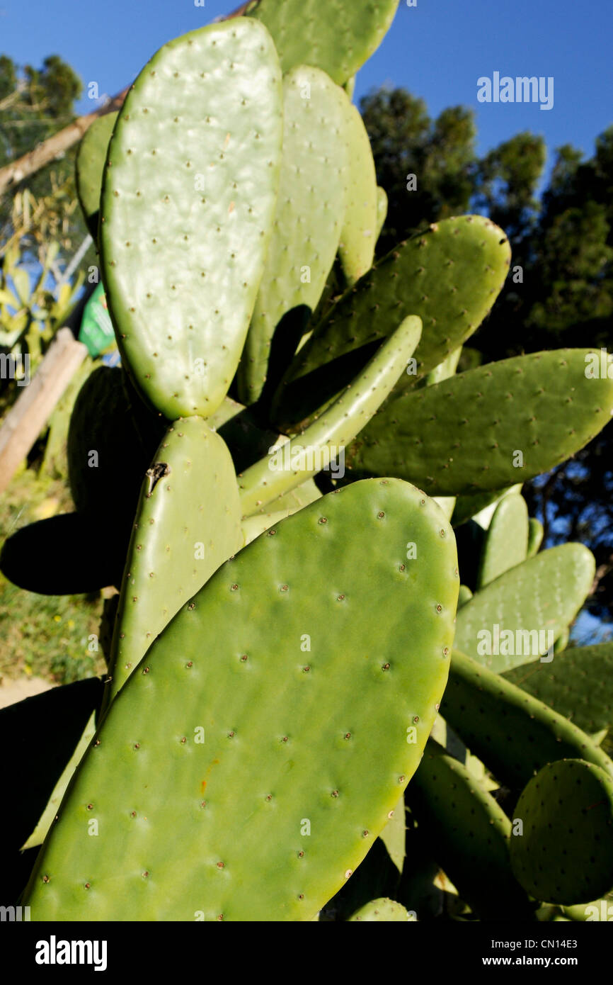 Cactus nopal flowers hi-res stock photography and images - Alamy
