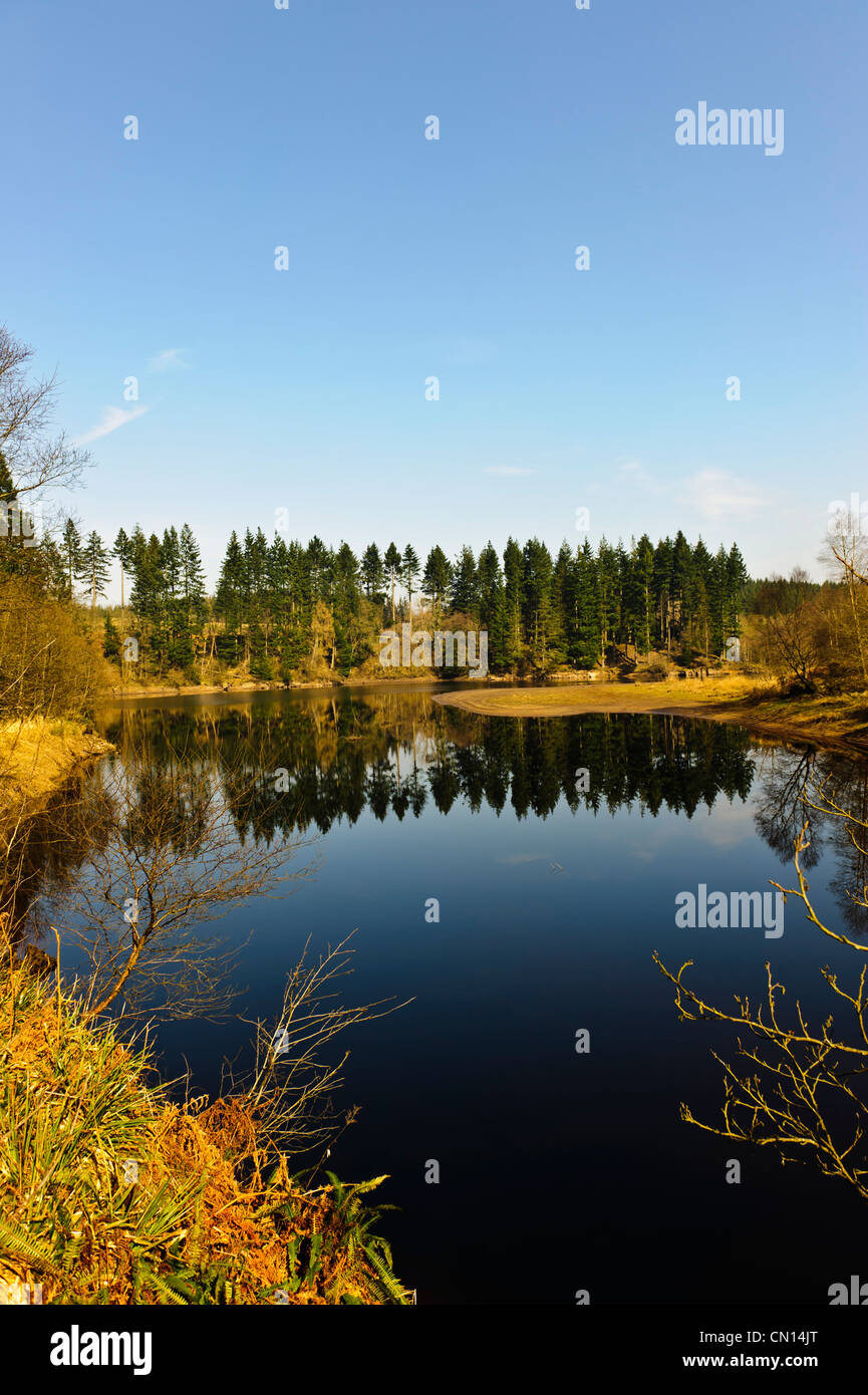 Reflections forest hi-res stock photography and images - Alamy