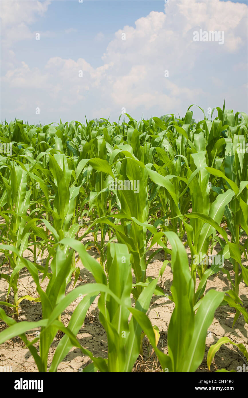 Cornfield, Markham, Ontario, Canada Stock Photo - Alamy