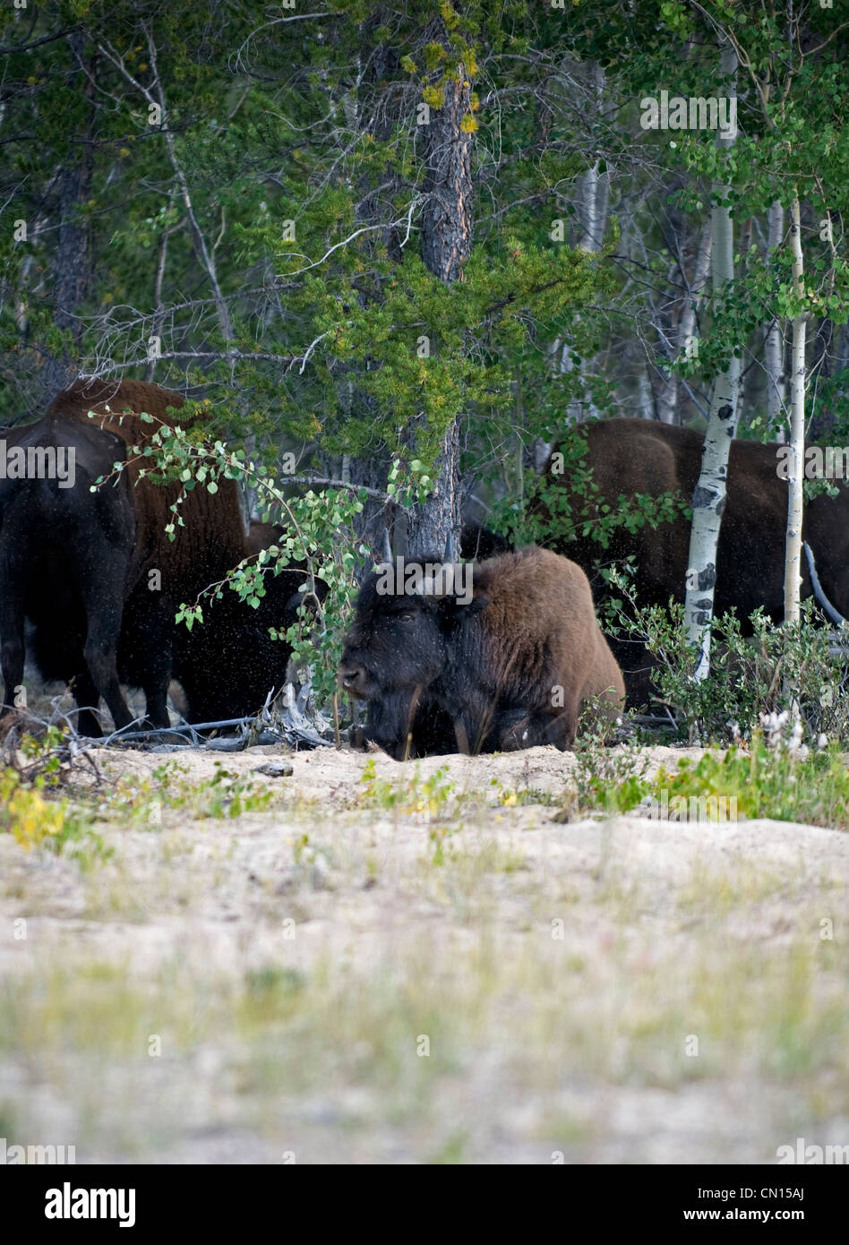 Wood Bison along the Yellowknife Hwy, Northwest Territories Stock Photo ...