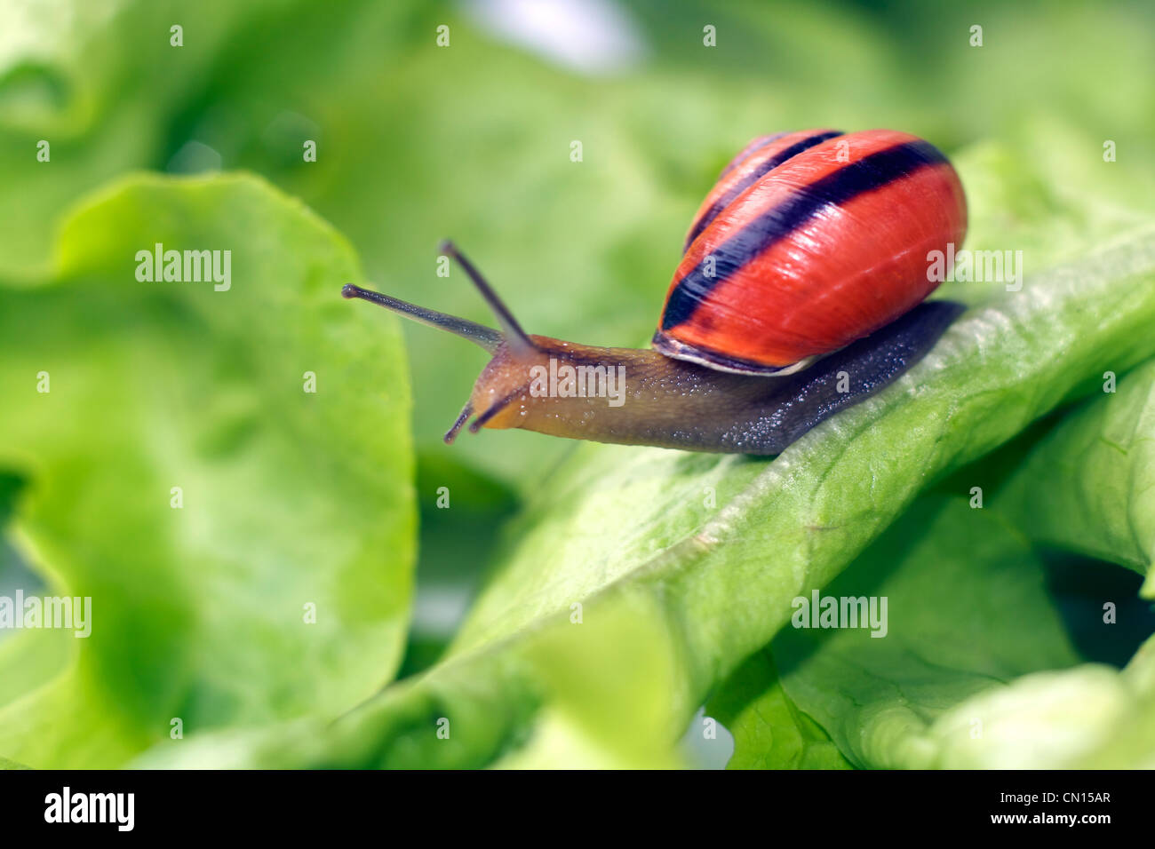 Snail with bright orange shell and a brown stripe on a green piece of ...