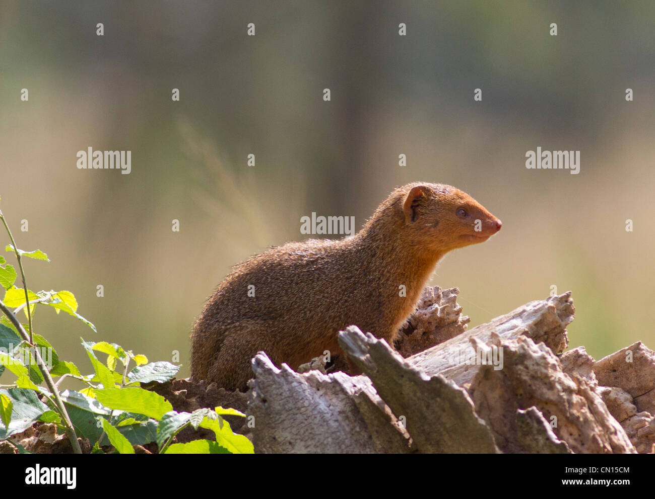 Herpestidae hi-res stock photography and images - Alamy