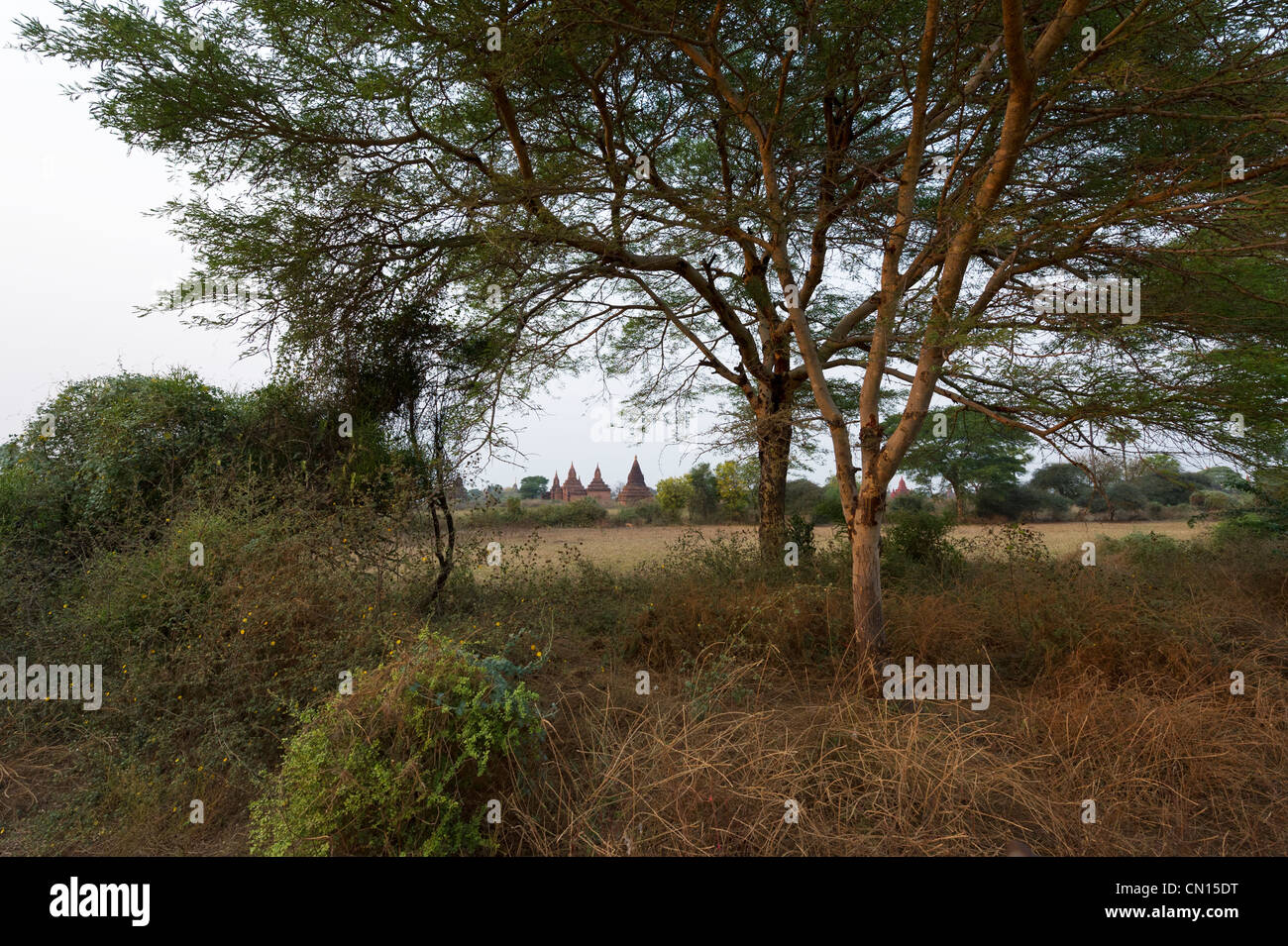 Scene in Bagan Myanmar Stock Photo - Alamy