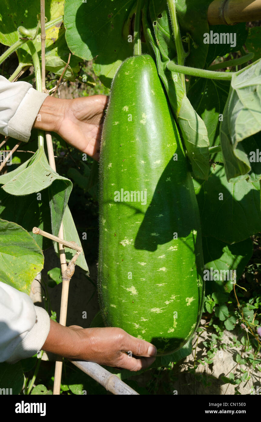 Myanmar green hi-res stock photography and images - Alamy