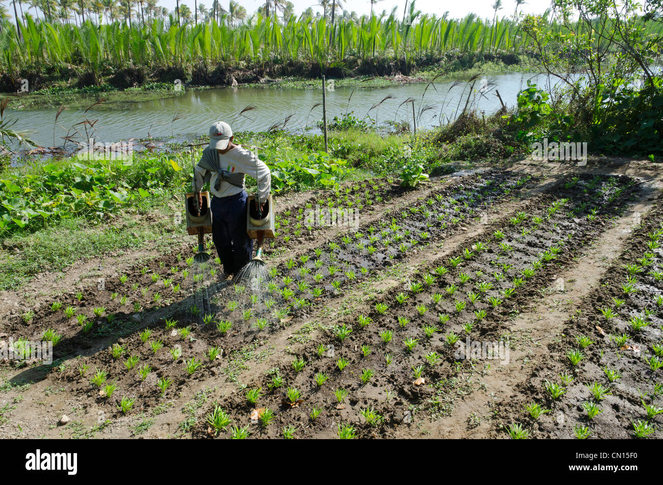 Farmer watering his vegetable garden. Ye Saing Kone village near ...