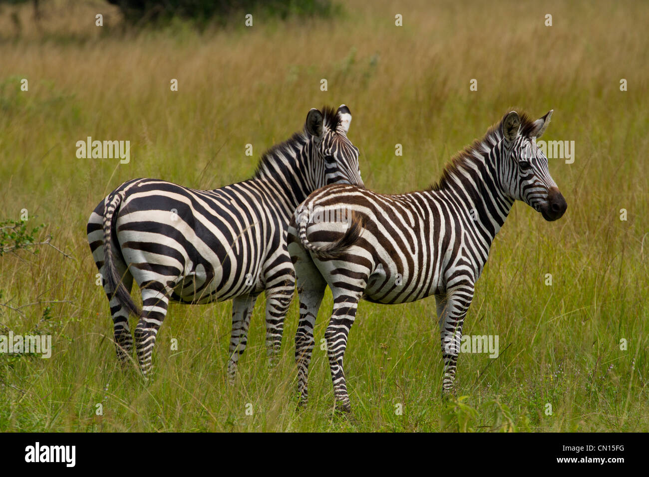 Burchells Zebra (Equus quagga / aka Equus burchelli Stock Photo - Alamy