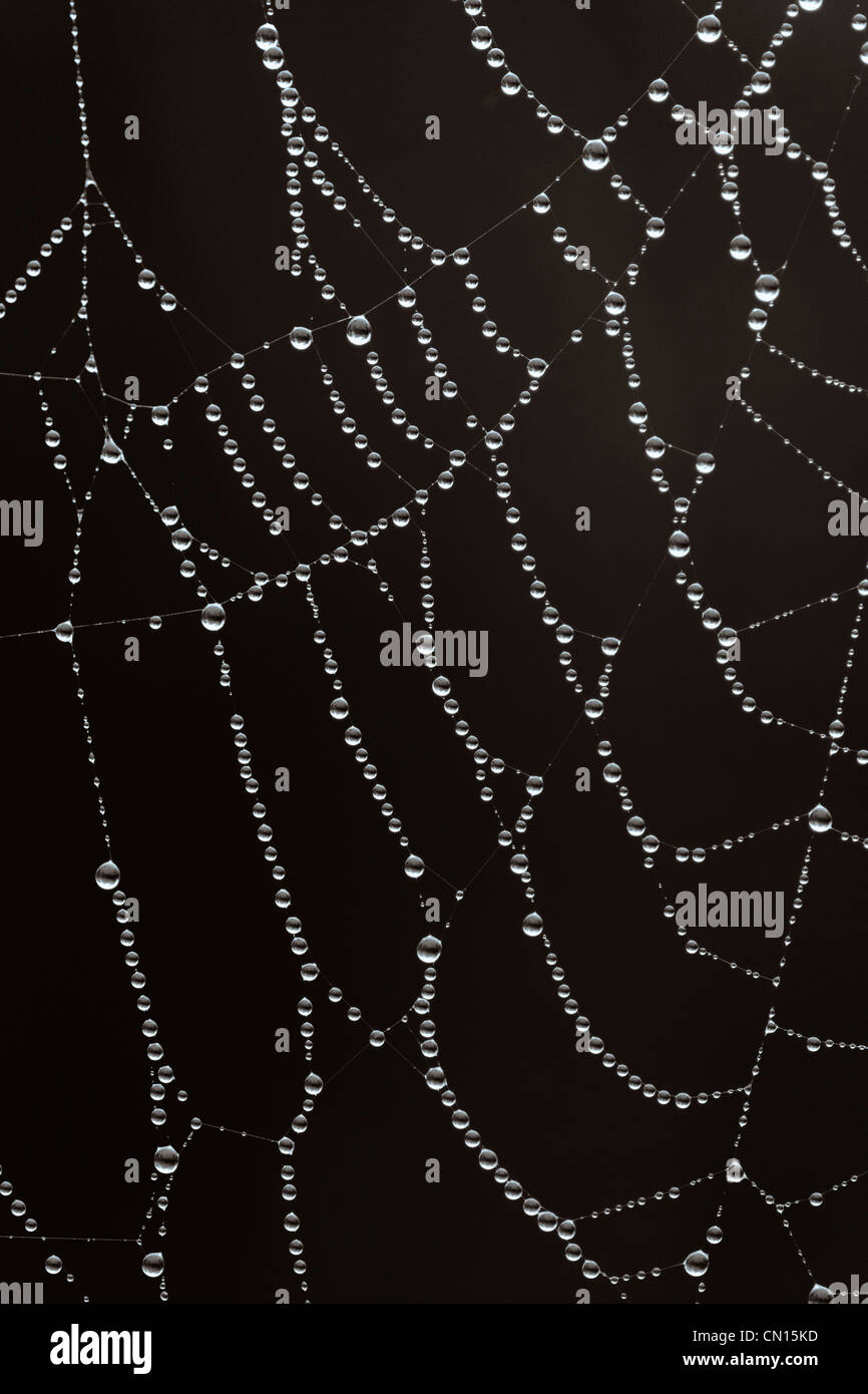 Dewy spider's web against dark background Stock Photo - Alamy