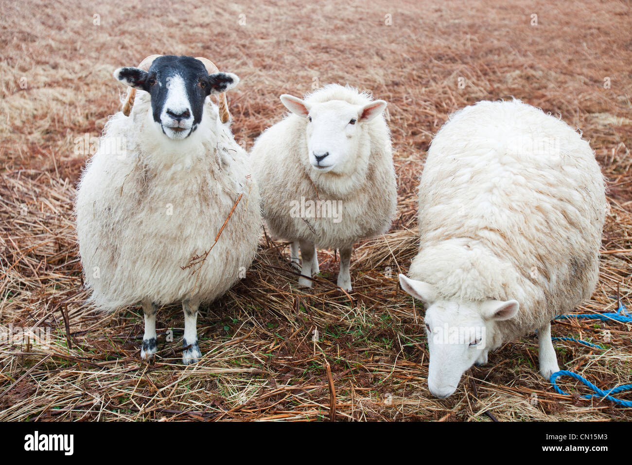 Portnalong hi-res stock photography and images - Alamy