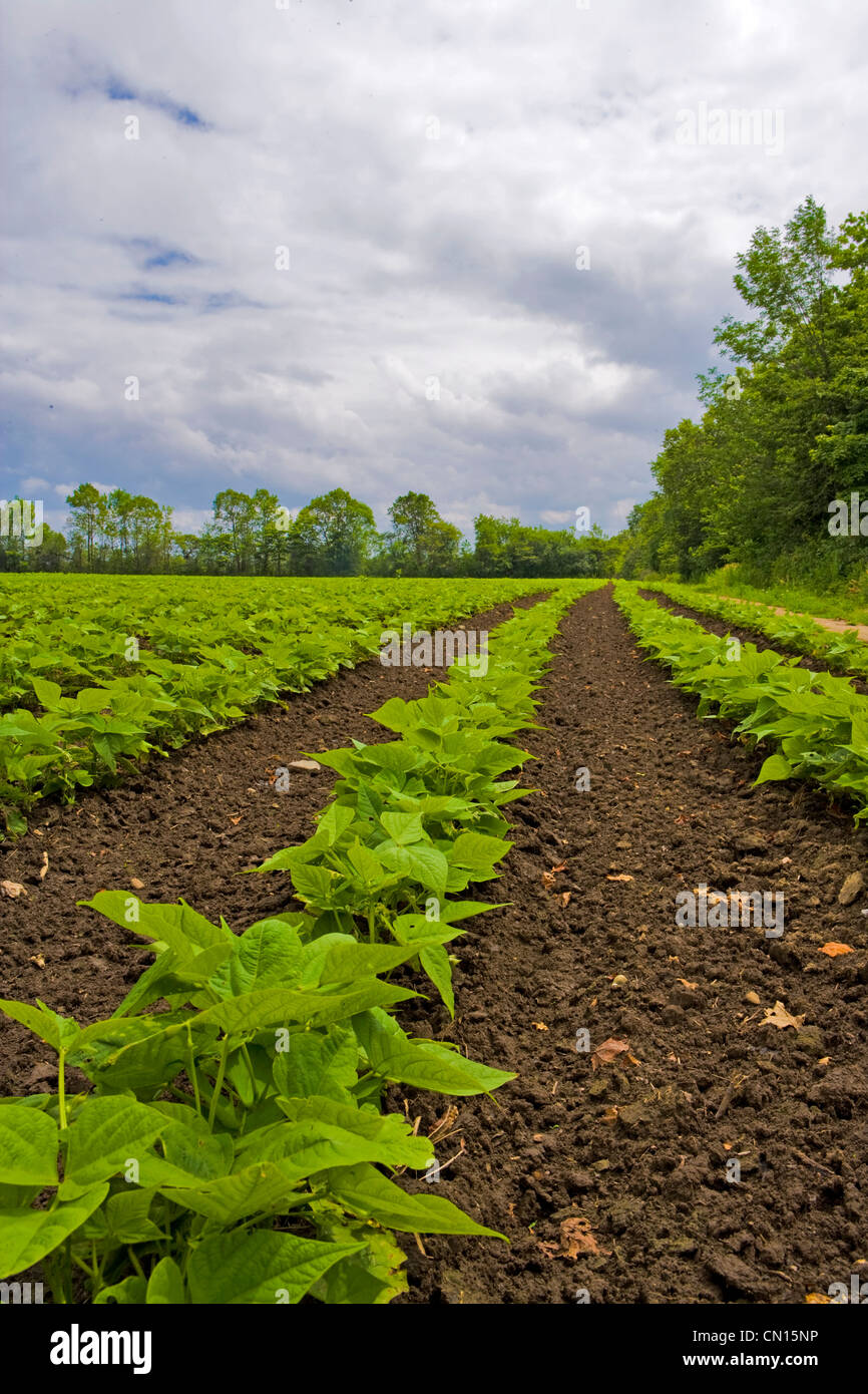 Soybean field, Nobleton, Ontario Stock Photo - Alamy