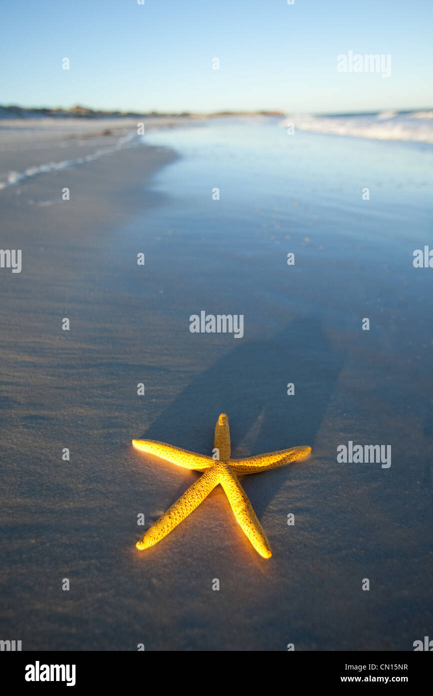 Yellow starfish on a beach South Australia Stock Photo - Alamy